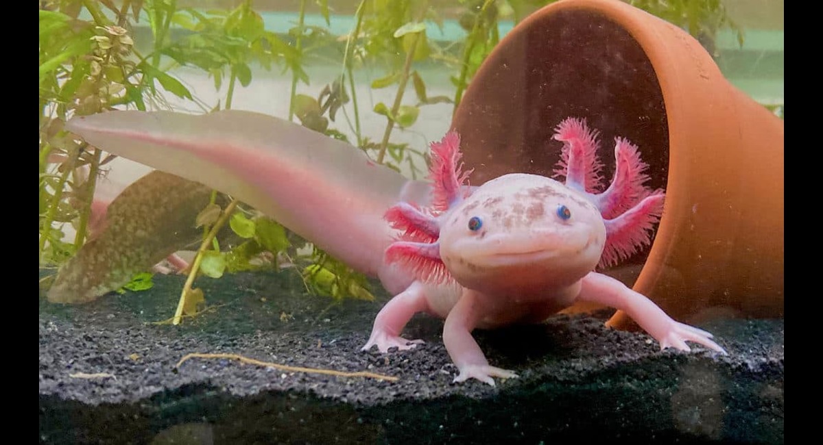 The Beauty of Mosaic Axolotls: Unveiling their Unique Patterns and ...